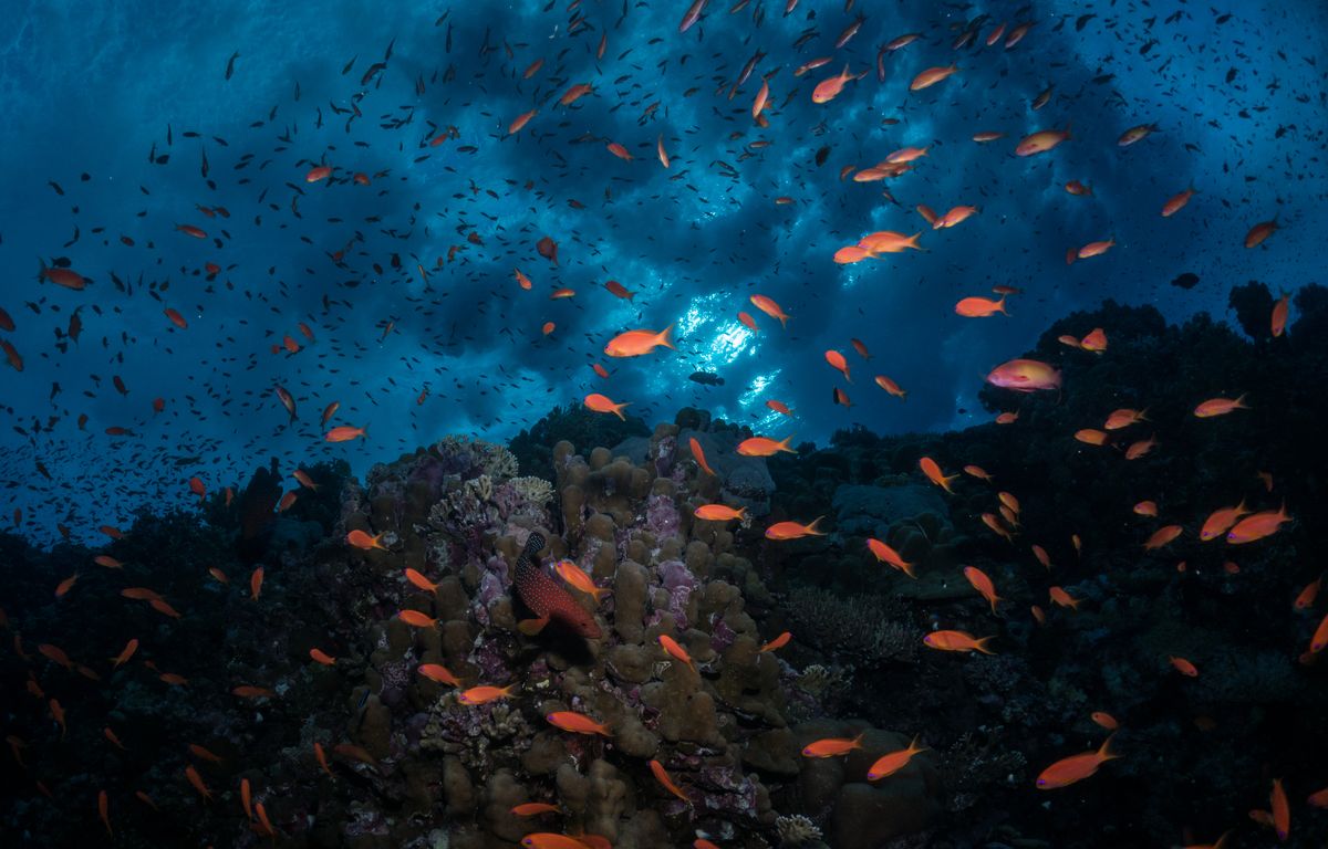 Ocean Tribe Fleet | Gallery